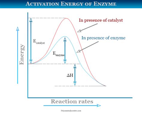Enzyme Activation Energy Graph