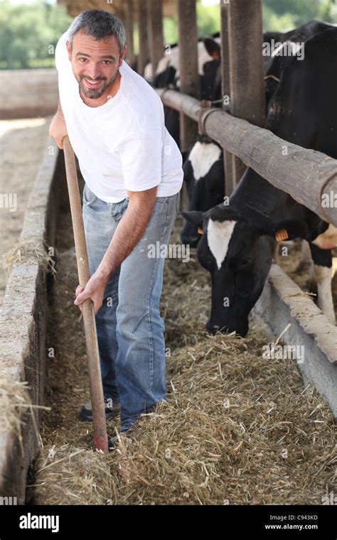 Man feeding cows Stock Photo - Alamy