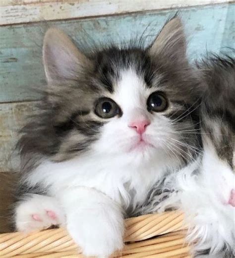 Wet Kitten Happy Kitten Strawberry Kitten Kitten Kiss Artofit