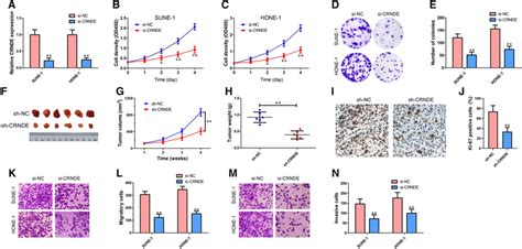Knockdown Of Crnde Suppresses Proliferation And Metastasis Of Npc