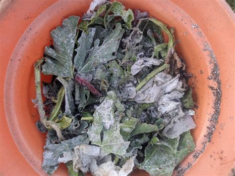 Can I Trench Compost In A Pot Compost Magazine