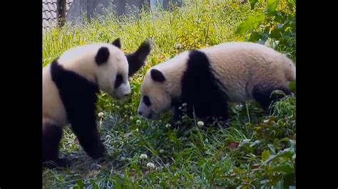 Chinas Wild Giant Panda Population Explodes After Major Effort To