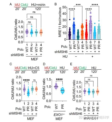 Pnas 德克萨斯大学西南医学中心张君秋等课题组揭示dna错配修复蛋白促进复制叉不稳定 知乎