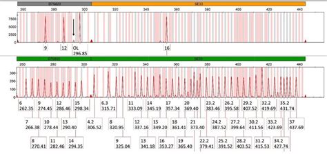 An Electropherogram Showing Allele 2 At The Se33 Locus The Figure Download Scientific Diagram