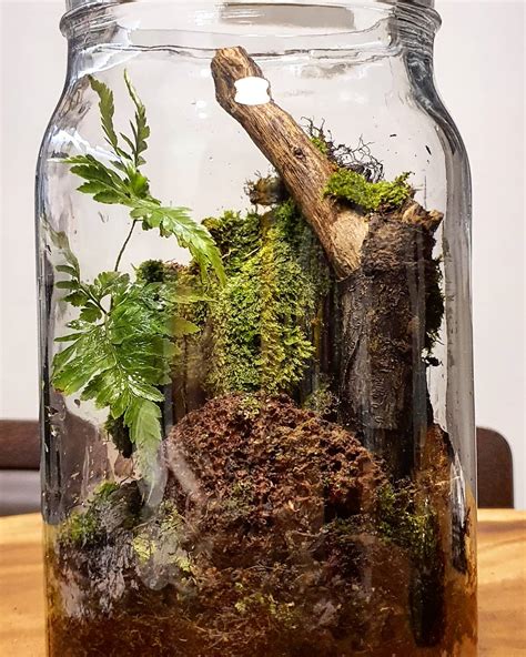 Ecosystem In A Jar What Is It And How To Create Your Own 55 Off