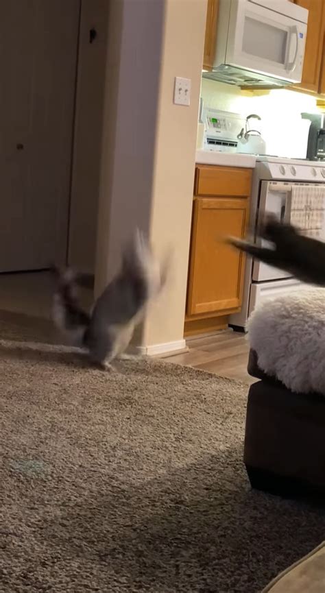 物陰に身を潜める猫。お友達を驚かそうとしているみたいですが・・うまくいくんでしょうか？【アメリカ・動画】 Cube ニュース