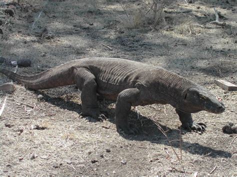Ostrov Komodo Varani A Růžové Pláže Indonésie Ck Sen
