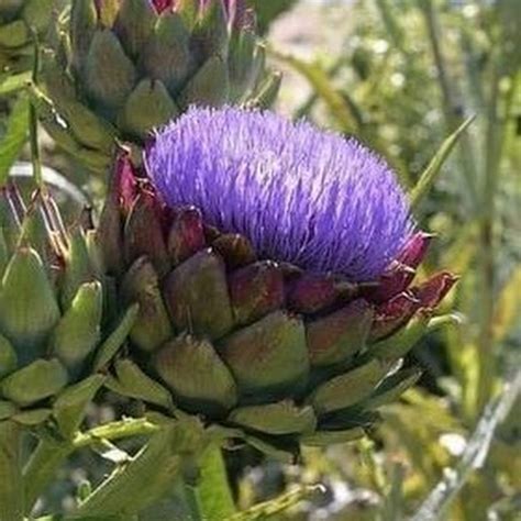 Jaylon Braxton Youtube