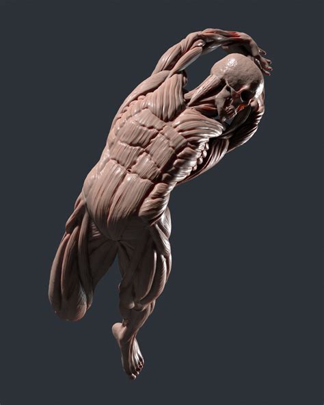 Artstation Dynamic Ecorche Male Figure Drawing Sculpting Anatomy