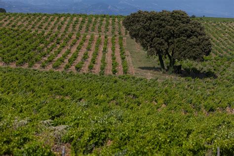 Andre Brunel Ewine Asia