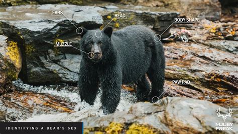 How To Identify A Bears Sex Essential Guide For Hunters Muley Freak
