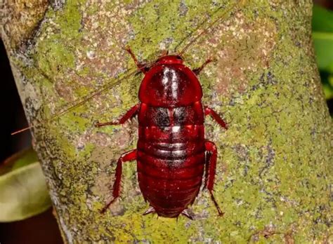 All About Palmetto Bugs The Ultimate Guide Pest Control Services