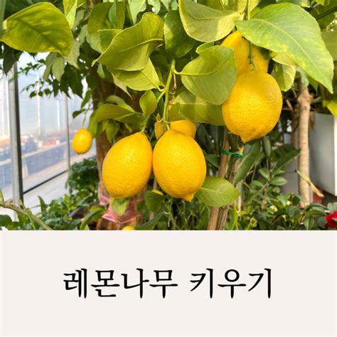 레몬나무키우기 온도 물주기 레몬나무 꽃 베란다 네이버 블로그