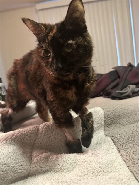 Need Advice Cat With Ckd Will Only Eat Dry Food R Catcare