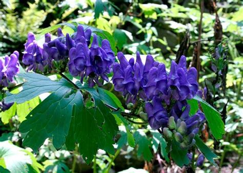 Aconitium Japonicum Soules Garden