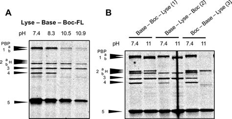 The Order Of Alkaline Shock Bocillin Fl Incubation And Cell Lysis Download Scientific Diagram