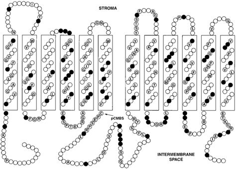 Schematic Representation Of The Proposed Transmembrane Topology Of The