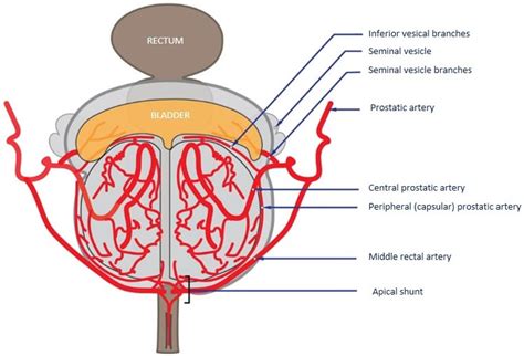 Apical Artery