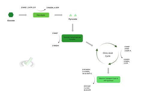Oxidative Phosphorylation Fundamentals And Key Terms On The Mcat