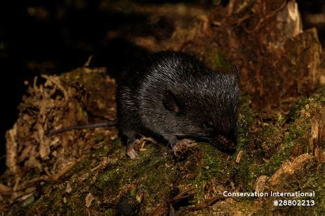 Amphibious Mouse Among 27 New Species Discovered In Perus Amazon