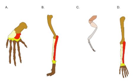 Bio Chapter 5 Evolution Classification Biodiversity Flashcards Quizlet