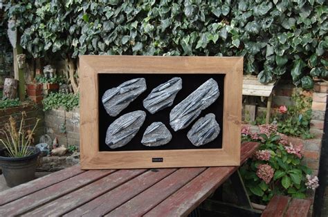 Large Fossil Display Folksy