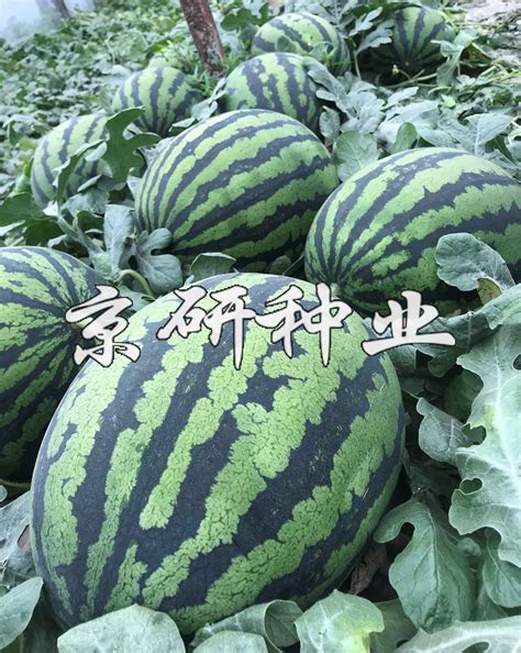 西瓜 京研益农（北京）种业科技有限公司