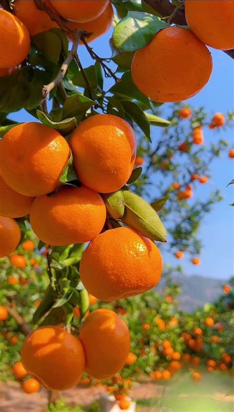 Best 13 19 Best Apple Tree Varieties With A Guide To Flowering Groups