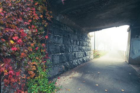 붉은 덩굴 덩굴은 지역 주민 산책견과 함께 이른 아침 안개가 자욱한 강변 통로를 따라 돌 옹벽 보행자 다리 터널에 나뭇잎을 남깁니다 0명에 대한 스톡 사진 및 기타 이미지