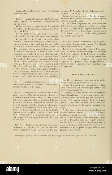 A Comparative Anatomy Atlas Of Invertebrates Describing Species With A Focus On Plate 44 Stock