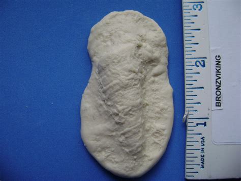 Turritellacerith External Mold Fossil Fossil Id The Fossil Forum