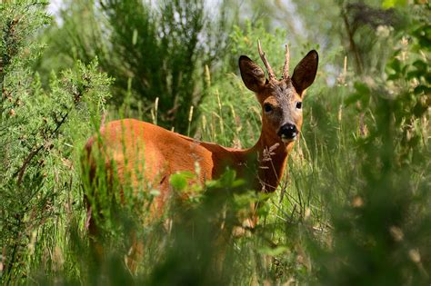 Roebuck Photograph By Gavin Macrae Fine Art America