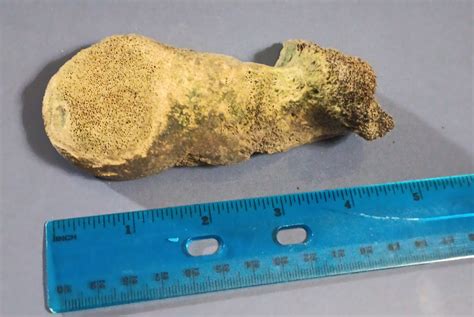 Help Identifying Fossil R Fossilid Help Identifying Fossil R Fossilid