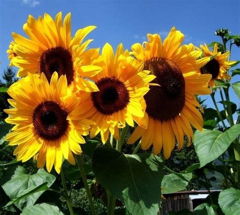 Pin By Júholanda On Amantedegirassóis Sunflowers Sunflower Wallpaper