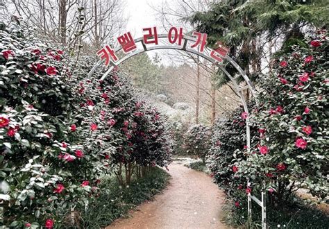 신안 ‘섬 겨울꽃 축제 신안의 매력 확인
