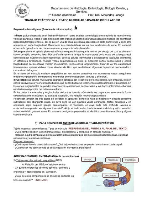 Gu A Del Tejido Muscular Y Aparato Circulatorio Study Sunshines Udocz
