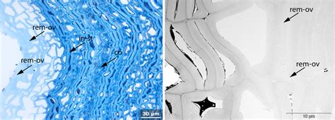 Sample 10 Left Lm Loss Of Phenolic Compounds From Cell Wall Layers