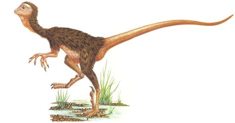 Springe Speculative Evolution Wiki Fandom Springe Speculative Evolution Wiki Fandom