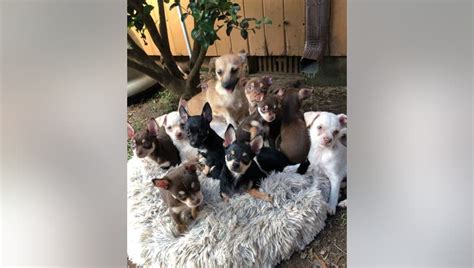 Over 180 Dogs Rescued From Hoarding Situation At Georgia Home Fox 5
