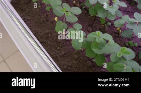 Soybeans Greenhouse Greenhouse Soilless Cultivation Of Vegetables