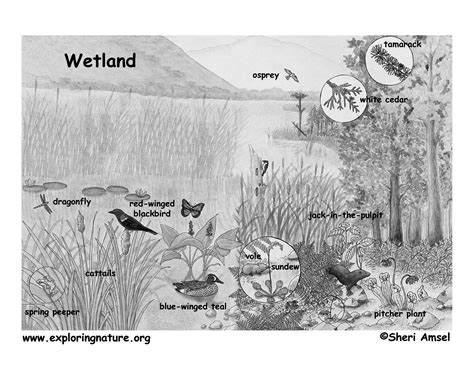 Marshes Swamps And Bogs