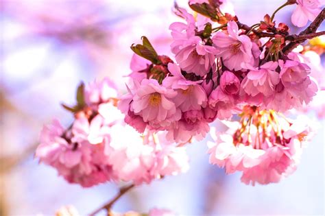 200 000 Free Pink Cherry Blossom And Cherry Blossom Photos Pixabay