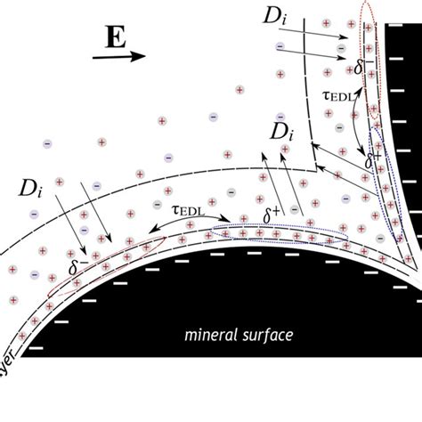 Conceptual Schematic Of Edl Polarization Process Occurring Primarily In