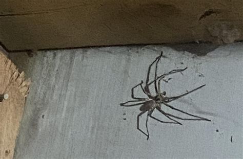 Est Ce Une Sorte Daraignée Domestique Commune Araignée Domestique