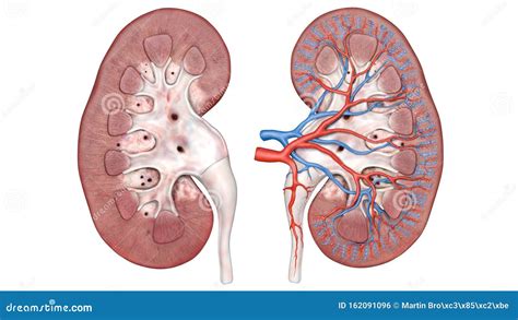 Anatomy Of A Bean Seed Cartoon Vector 89452625