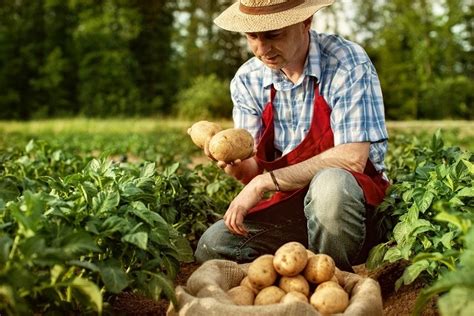 Pepsico Boosts Precision Agri Tech For Walkers Lays And Doritos Brands