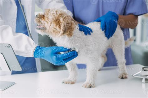 Veterinario Examinando Cachorro E Gato Cachorro E Gatinho às