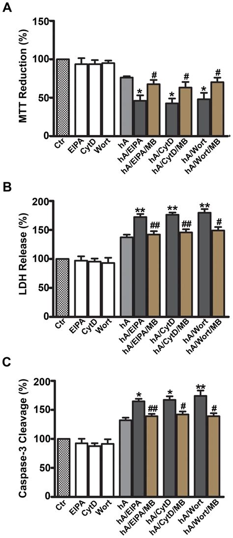 The Effects On Cell Viability Were Assessed With Mtt Reduction A Ldh