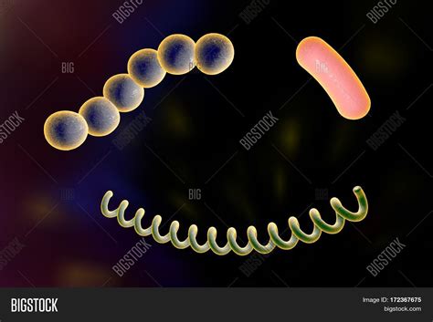 Streptococcus Shape