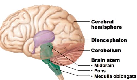 Chapter 12 The Central Nervous System Flashcards Quizlet